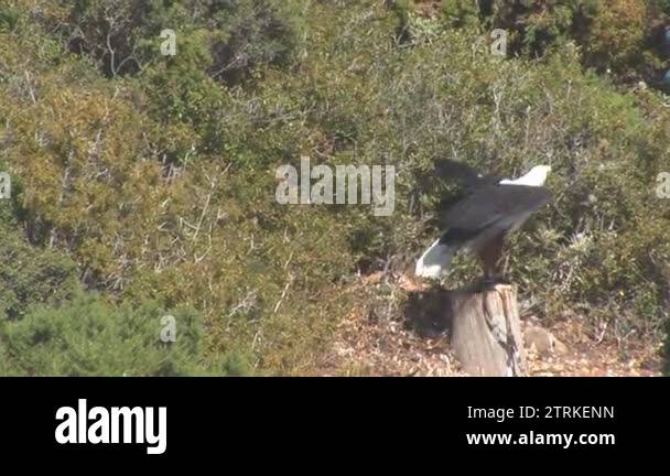 Bald eagle flapping wings Stock Videos & Footage - HD and 4K Video ...