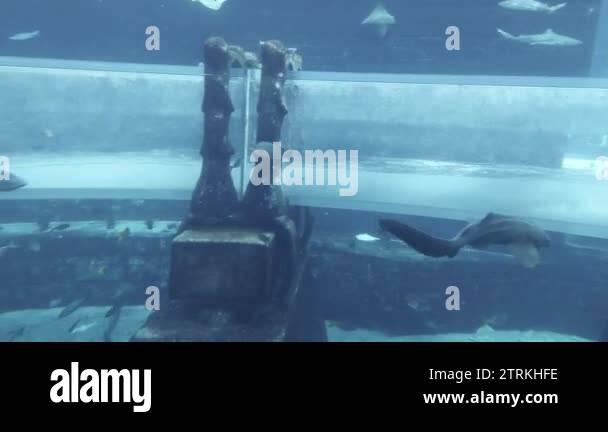 Atlantis the palm fish Stock Videos & Footage - HD and 4K Video Clips ...