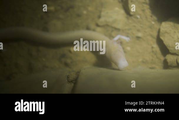 The human fish Stock Videos & Footage - HD and 4K Video Clips - Alamy