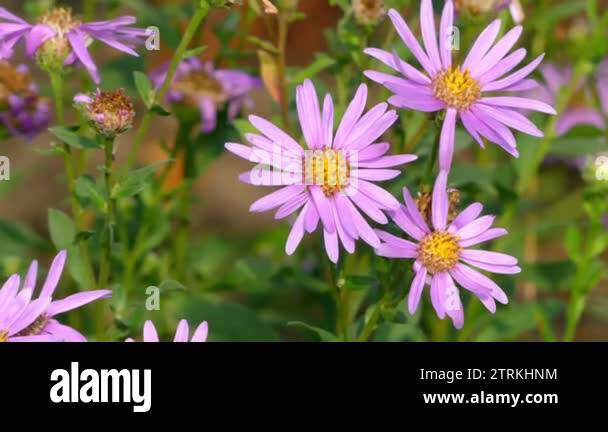 Herbaceous daisy family Stock Videos & Footage - HD and 4K Video Clips ...