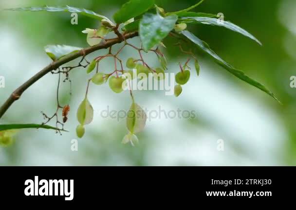 Begonia picta Stock Videos & Footage - HD and 4K Video Clips - Alamy