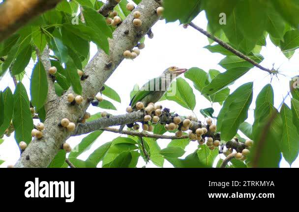 Bird eating fruit tree Stock Videos & Footage - HD and 4K Video Clips ...