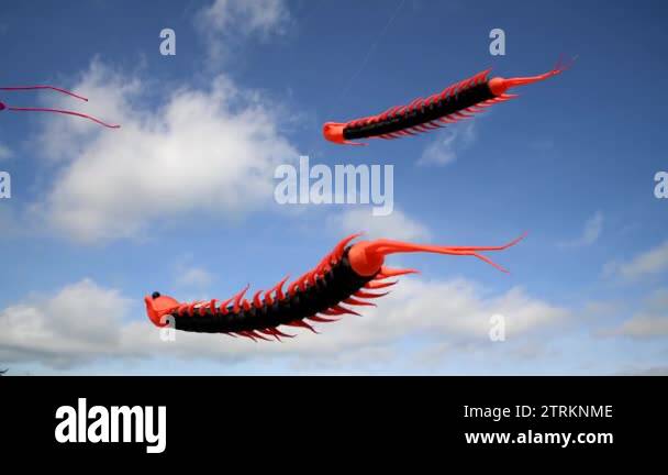 Ocean caterpillar Stock Videos & Footage - HD and 4K Video Clips - Alamy