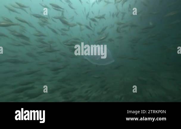 Common cod fish Stock Videos & Footage - HD and 4K Video Clips - Alamy