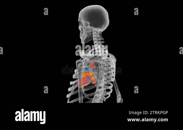 Human heart in skeleton visualization, MRI test, disease prediction ...