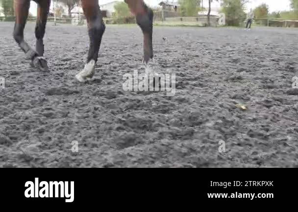 Horse galloping on sand Stock Videos & Footage - HD and 4K Video Clips ...