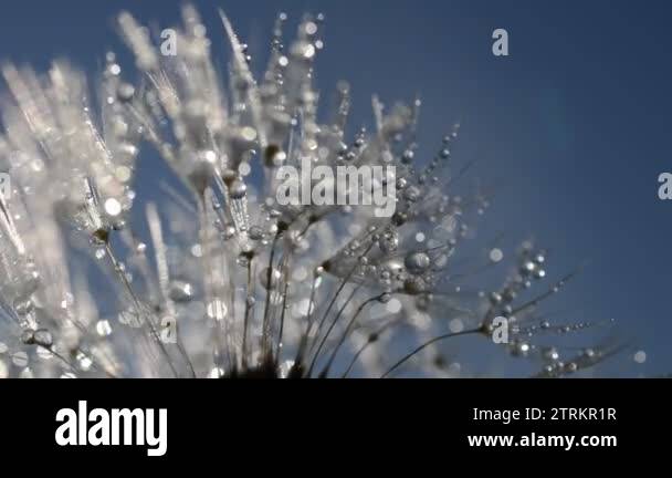 Dew on seeds Stock Videos & Footage - HD and 4K Video Clips - Alamy