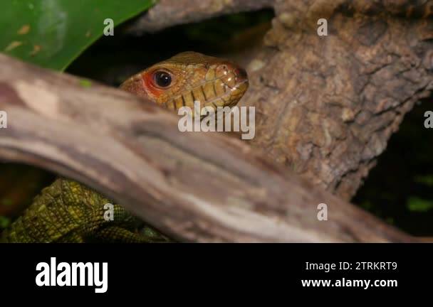 Reptile face Stock Videos & Footage - HD and 4K Video Clips - Alamy