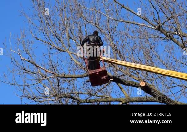 Pruning trees using a lift-arm. Chainsaw Cutting unnecessary branches ...