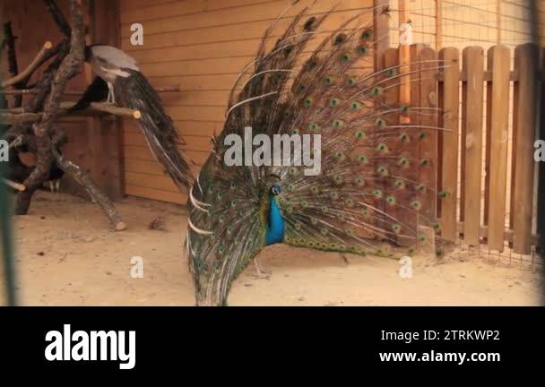 Displaying peacock Stock Videos & Footage - HD and 4K Video Clips - Alamy