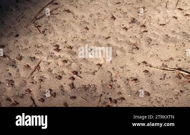 Ants army Stock Videos & Footage - HD and 4K Video Clips - Alamy