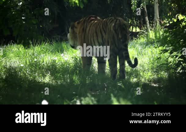 Tiger with grass Stock Videos & Footage - HD and 4K Video Clips - Alamy