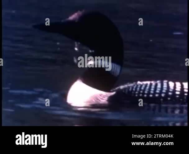 Diving into lake 1970s Stock Videos & Footage - HD and 4K Video Clips ...