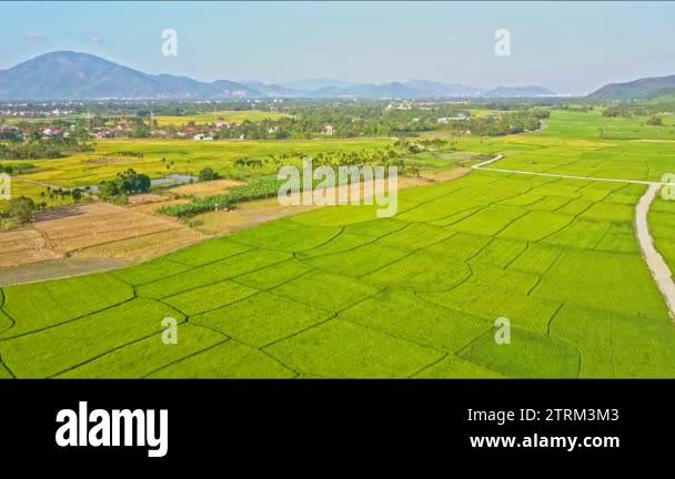 rice fields divided to plots by water channels and pathways Stock Video ...