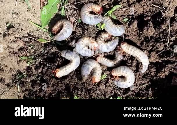 large larvae of garden pest beetles on the surface of the lawn soil Stock Video Footage - Alamy