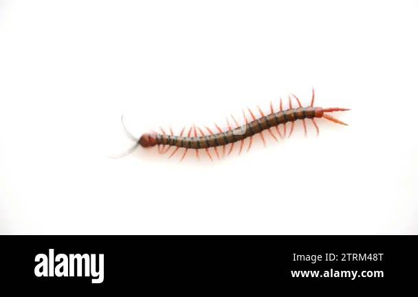 Giant space worm Stock Videos & Footage - HD and 4K Video Clips - Alamy