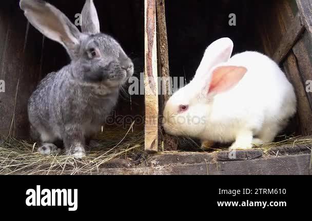 Sitting rabbits Stock Videos & Footage - HD and 4K Video Clips - Alamy