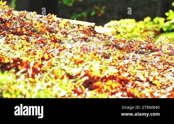 Fall pathway Stock Videos & Footage - HD and 4K Video Clips - Alamy