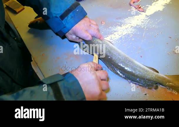 Common ling fish fillet Stock Videos & Footage - HD and 4K Video Clips ...