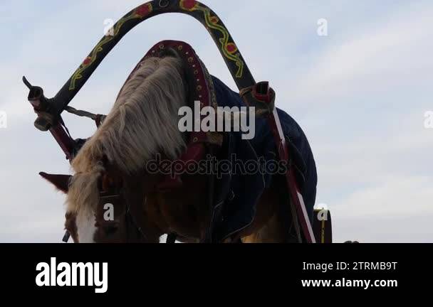 Animal rig Stock Videos & Footage - HD and 4K Video Clips - Alamy