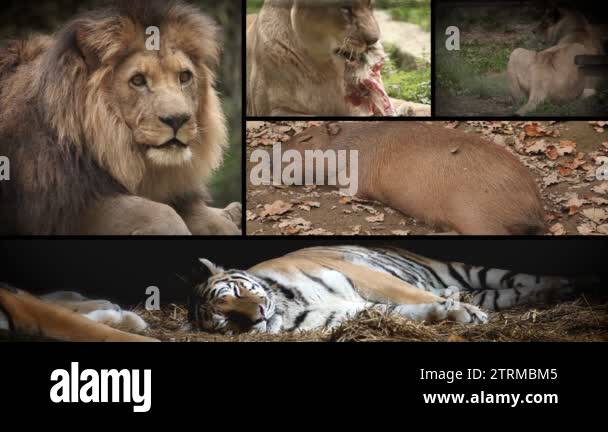 Zoo resting Stock Videos & Footage - HD and 4K Video Clips - Alamy