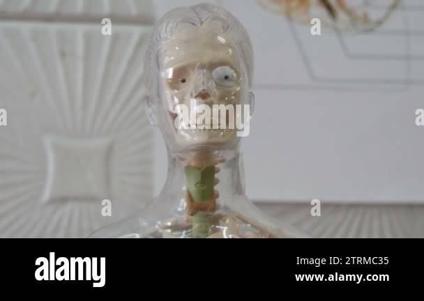 Toy model of the anatomical structure of the human body. Artificial ...