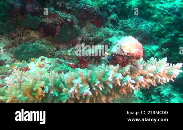 Hermit crab underwater close Stock Videos & Footage - HD and 4K Video ...
