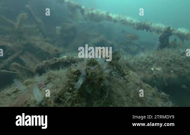 Sea raven Stock Videos & Footage - HD and 4K Video Clips - Alamy
