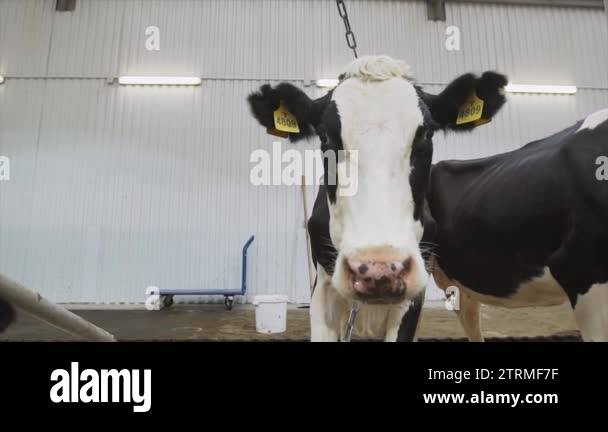 Black white frighten cow farm Stock Videos & Footage - HD and 4K Video ...