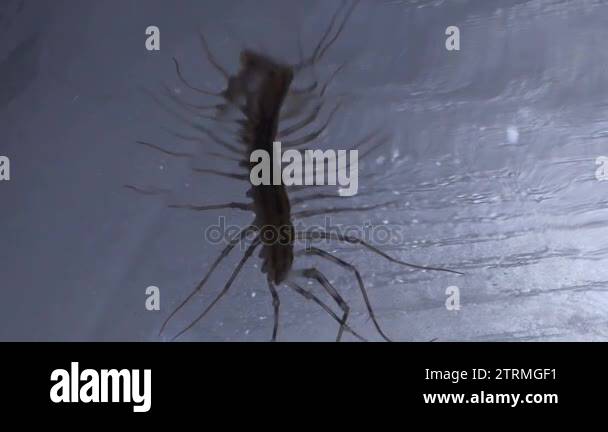 Sinister venomous scolopendra moving its long thin legs, terrible ...
