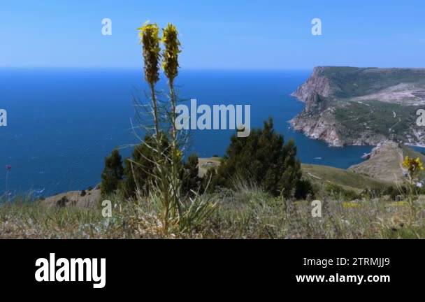 Amber flower Stock Videos & Footage - HD and 4K Video Clips - Alamy