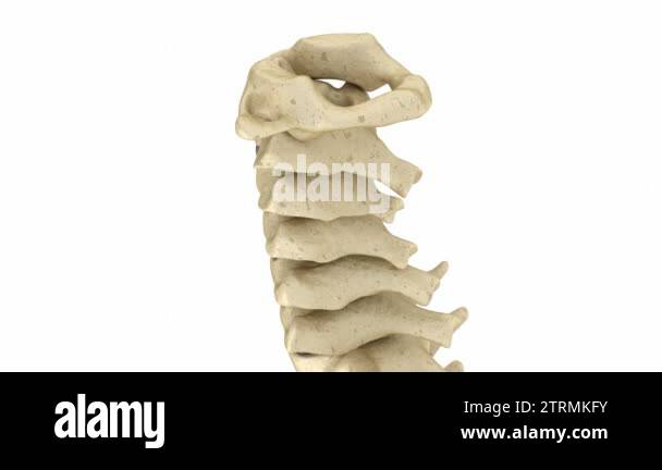 Cervical spine anatomy. Human skeleton. Medically accurate 3D animation ...