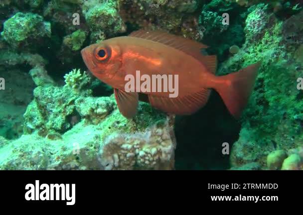 Moontail bullseye Stock Videos & Footage - HD and 4K Video Clips - Alamy