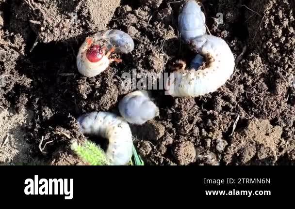 large larvae of garden pest beetles on the surface of the lawn soil Stock Video Footage - Alamy