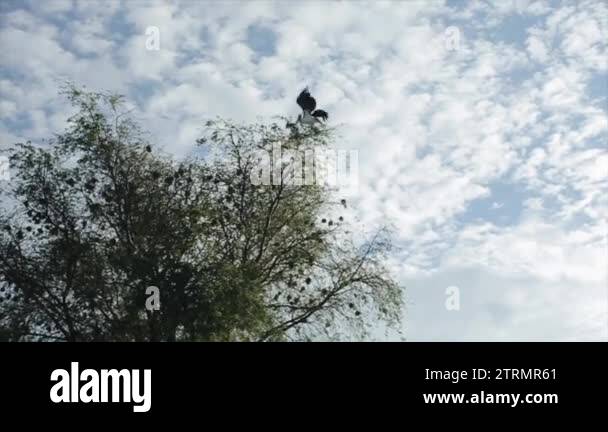 Young stork taking off from the nest Stock Videos & Footage - HD and 4K ...