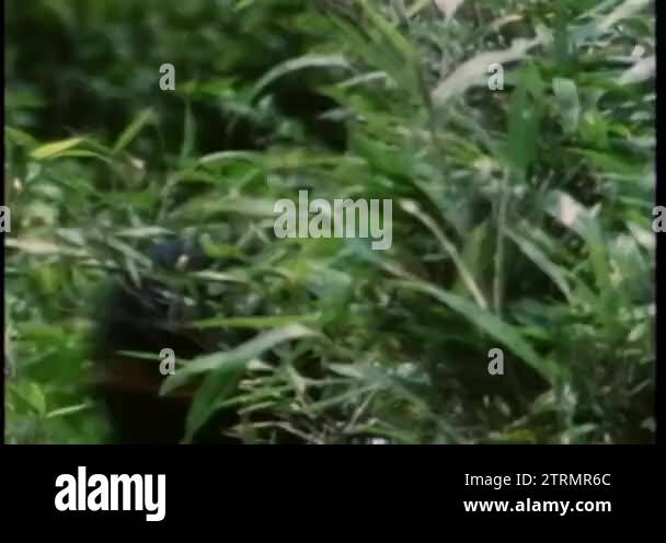 Masked men group Stock Videos & Footage - HD and 4K Video Clips - Alamy