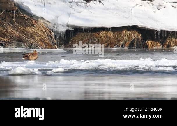 Mallard landing Stock Videos & Footage - HD and 4K Video Clips - Alamy