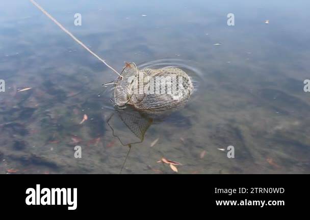 Captured fish Stock Videos & Footage - HD and 4K Video Clips - Alamy