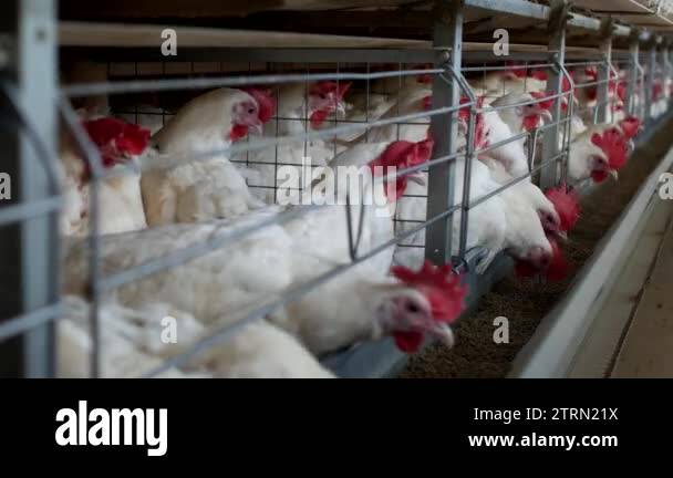 Poultry farm for breeding chickens and eggs, chickens pecking feed ...