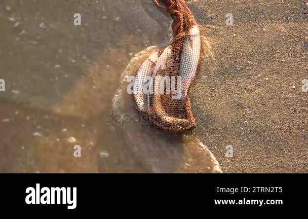 Fish on sand Stock Videos & Footage - HD and 4K Video Clips - Alamy