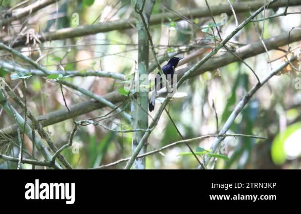 Shama Stock Videos & Footage - HD and 4K Video Clips - Alamy