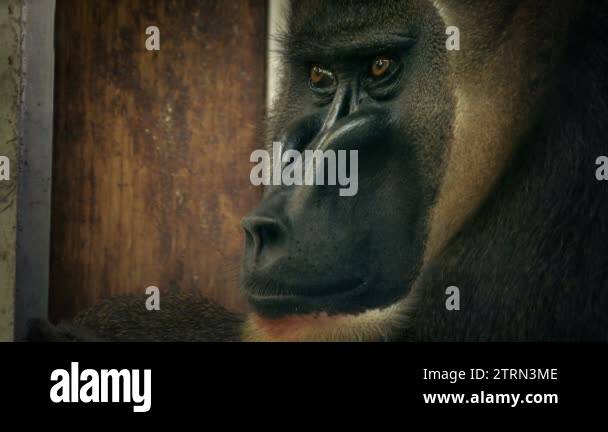 Monkey in enclosure Stock Videos & Footage - HD and 4K Video Clips - Alamy