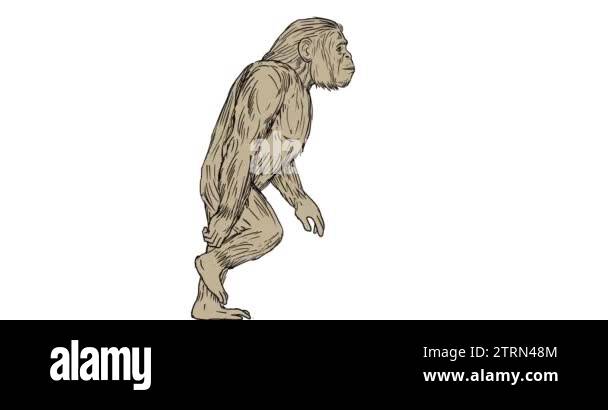 Homo habilis habilis Stock Videos & Footage - HD and 4K Video Clips - Alamy