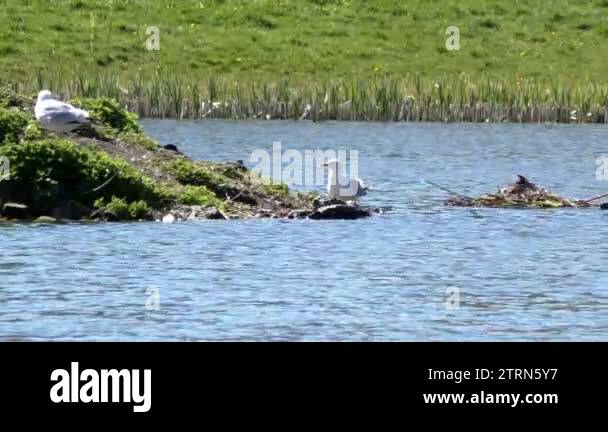 Birds fight Stock Videos & Footage - HD and 4K Video Clips - Alamy