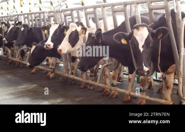 Milking cows on a modern farm, cows stand in stalls before milking, the ...