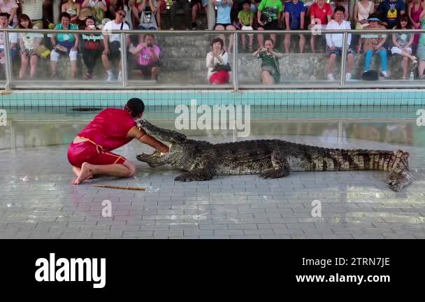 Crocodile training Stock Videos & Footage - HD and 4K Video Clips - Alamy