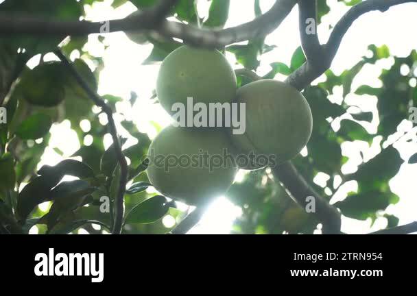 Pomelo tree Stock Videos & Footage - HD and 4K Video Clips - Alamy