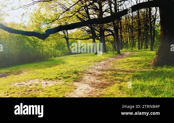 Forest path in spring with sun Stock Videos & Footage - HD and 4K Video ...