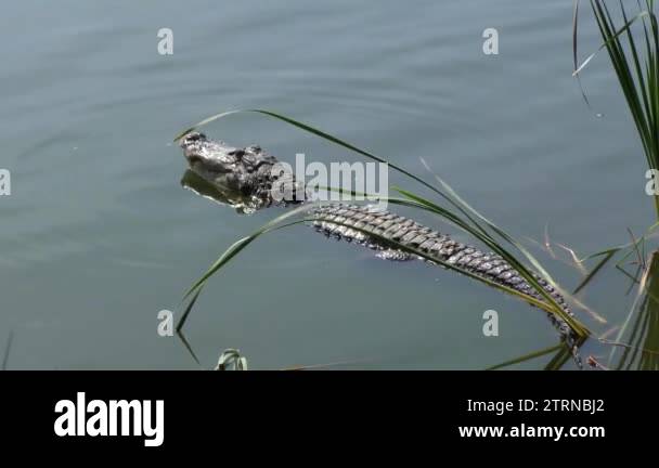 Alligator breeding Stock Videos & Footage - HD and 4K Video Clips - Alamy