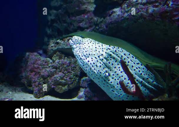 Spotted moray Stock Videos & Footage - HD and 4K Video Clips - Alamy